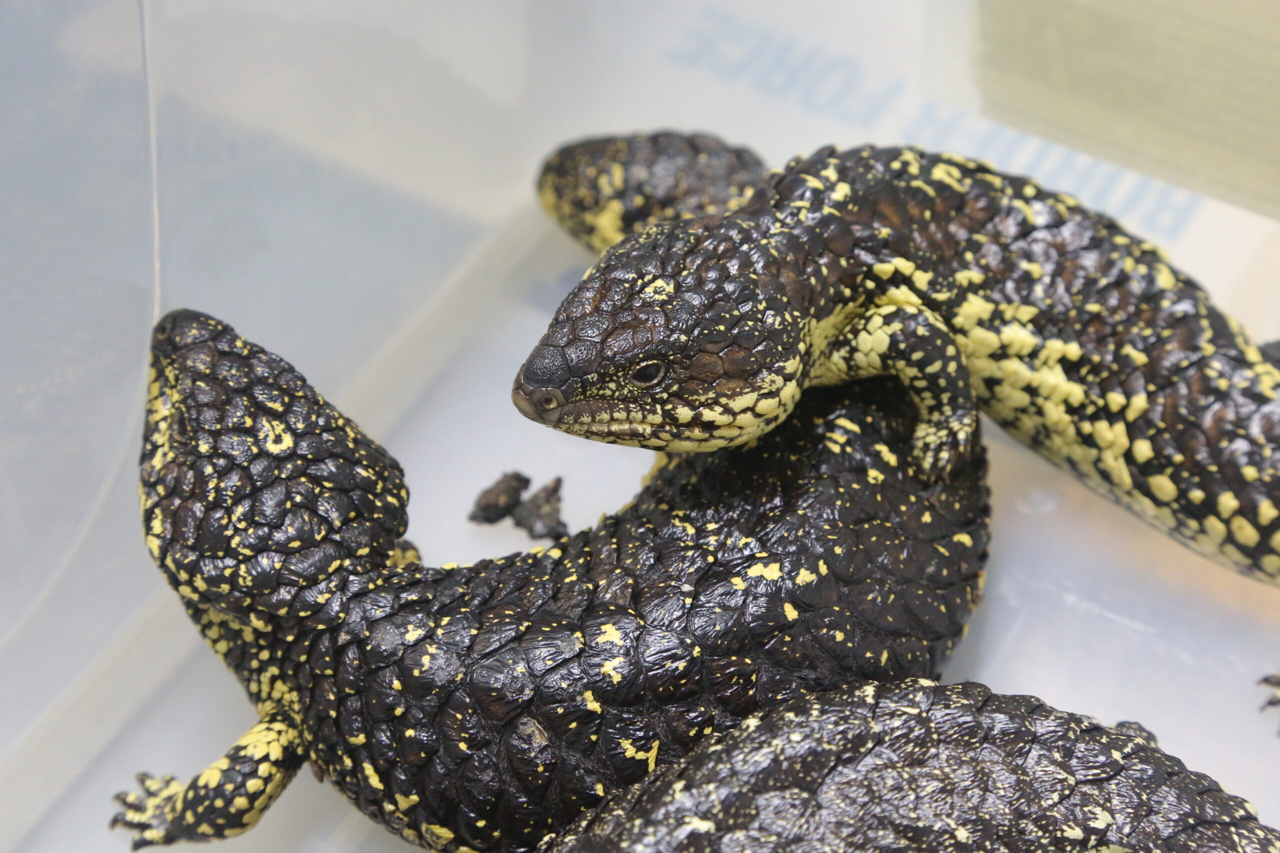 走私逾40種蜥蜴被判6罪 部長稱動物走私猖獗將重判 - Australian Chinese Daily 澳洲新聞